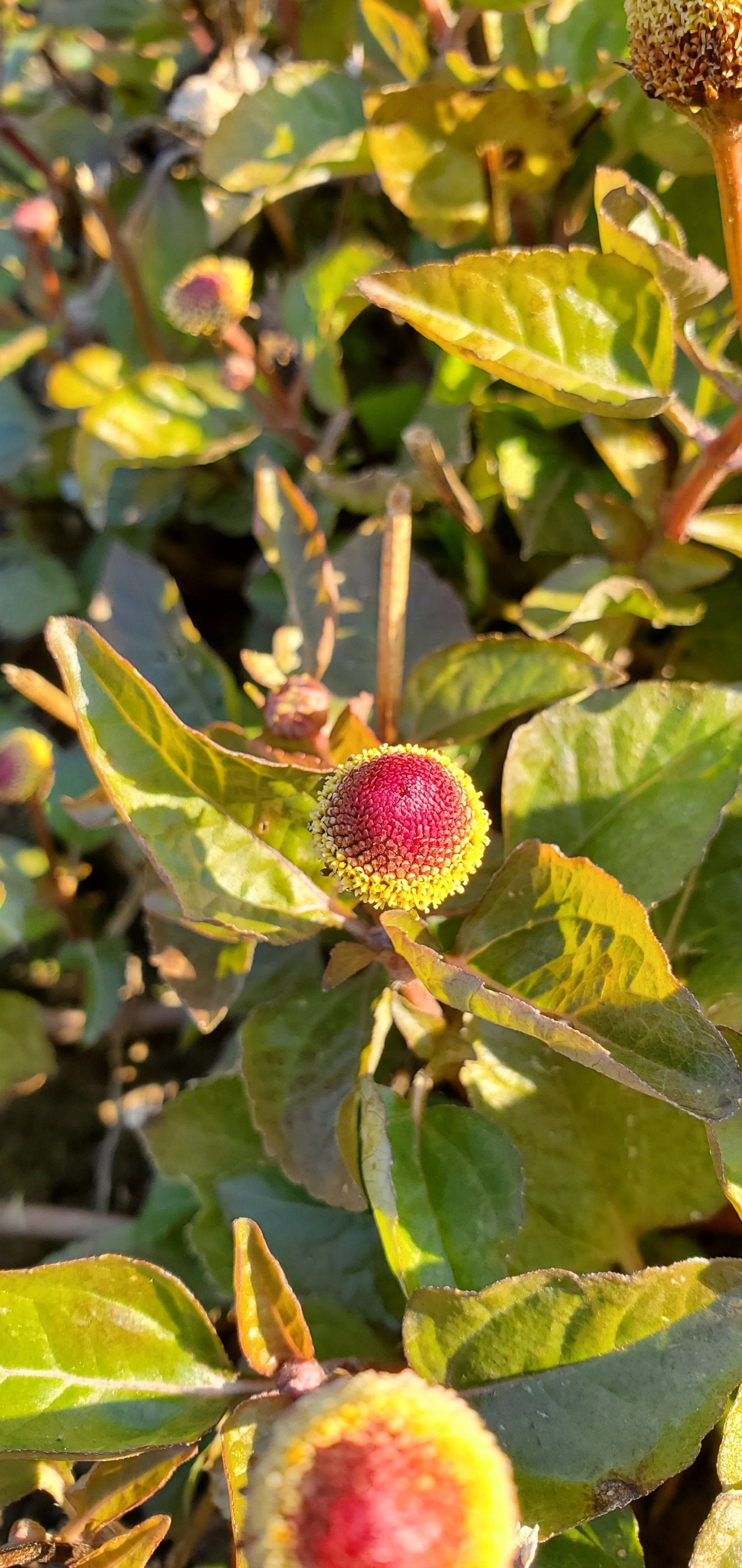 Spilanthes Seeds – Wild Earth Medicinals